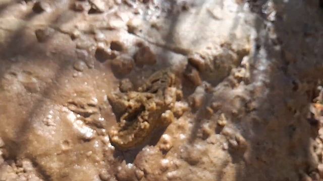 абиссинская скважина в Павлино (Балашиха) 20.09