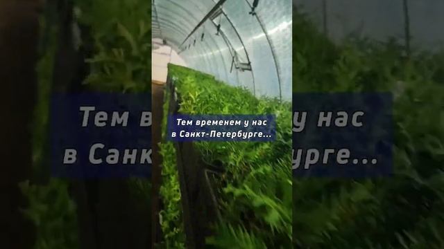 а какая у вас погода?