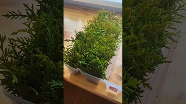 Угадаете? я посчитала  #питомникрастений