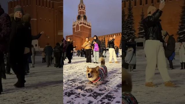 Новое видео каждый день! Подписывайся❤️ #коржмарти #корги #коржик #животные #юмор #corgi