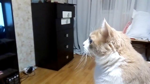 Кот по имени Кока