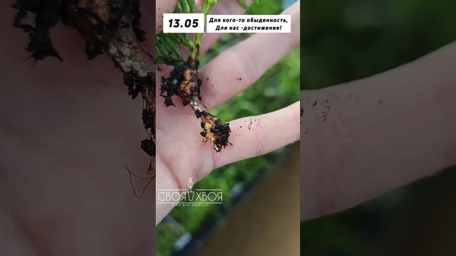 мы их дождались!!! #питомникрастений