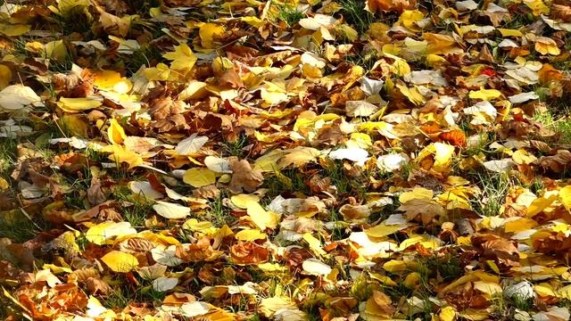 08. 08.  Зинаида Миркина.  Избранное.