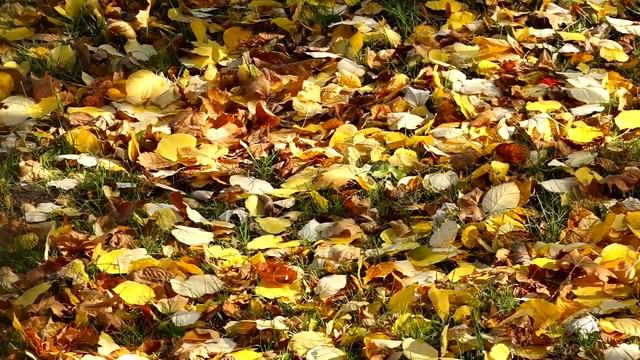 09. 09.  Зинаида Миркина.  Избранное.