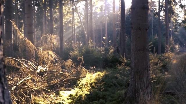 'Древлегорск' 'Оять' 'Радость' 'Колыбельная (переход к)'