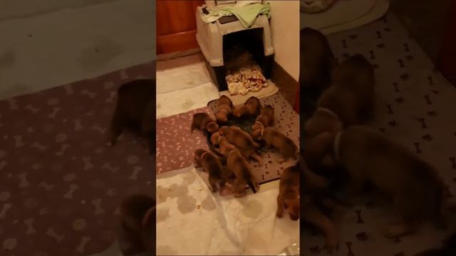 щенки кадебо