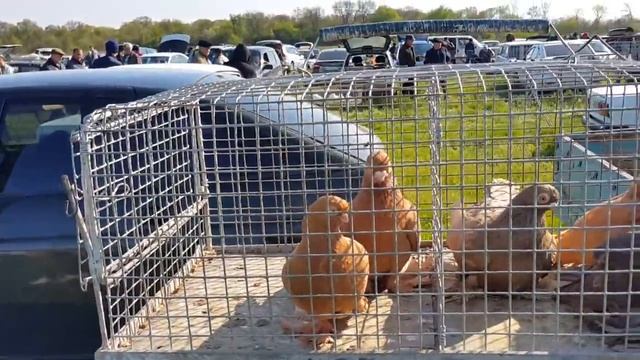 22.04.18. Выставка голубей Г Курганинск часть 3 Exhibition of pigeons G Kurganinsk part 3