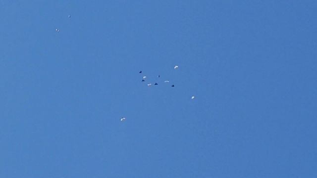 19.06.19. Сапсан забрал черного голуба. Peregrine Falcon took black pigeon