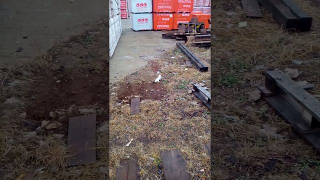 ласка и её добыча