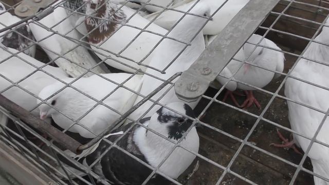 16.02.20. Птичий рынок г. Пятигорск ч 2.The bird market in Pyatigorsk, part 2.