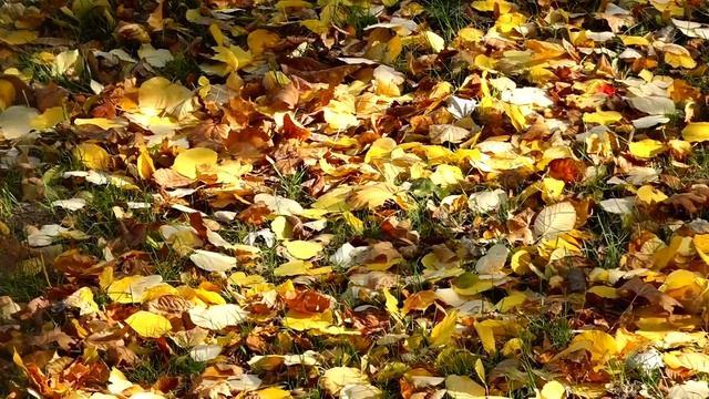 01. 01.  Зинаида Миркина.  Избранное.