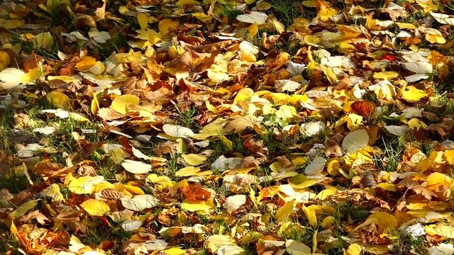 20. 20.  Зинаида Миркина.  Избранное.