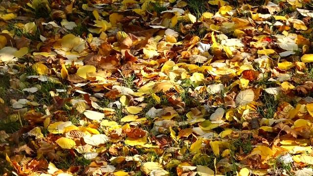 13. 13.  Зинаида Миркина.  Избранное.