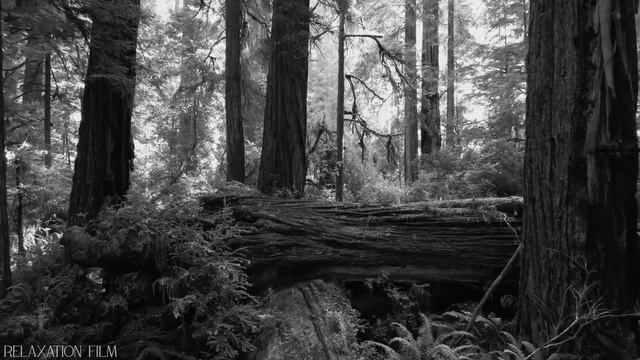 03. 03.  Зинаида Миркина.  Кто зажигает звезды.