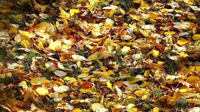 12. 12.  Зинаида Миркина.  Избранное.