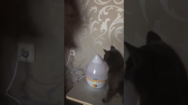 Увлажнитель воздуха NeoClima