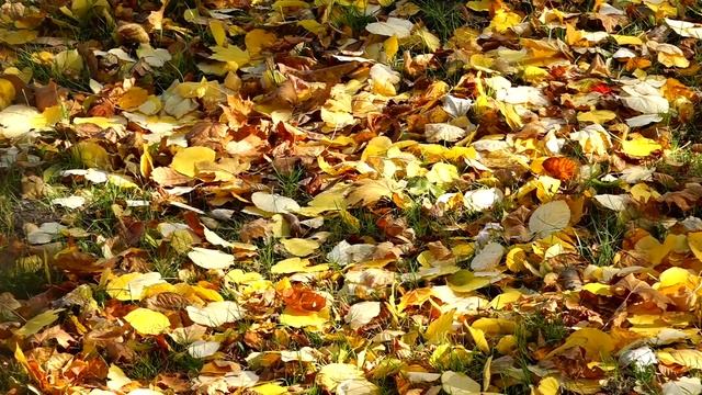 19. 19.  Зинаида Миркина.  Избранное.