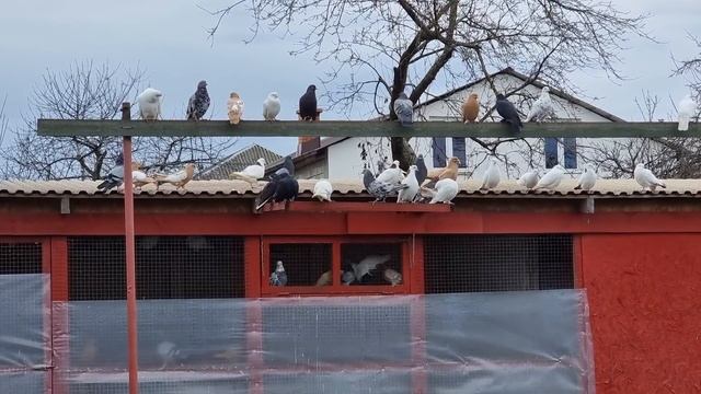 Голуби командировка 80 штук + Сапсан Pigeons business trip 80 pieces + Peregrine Falcon