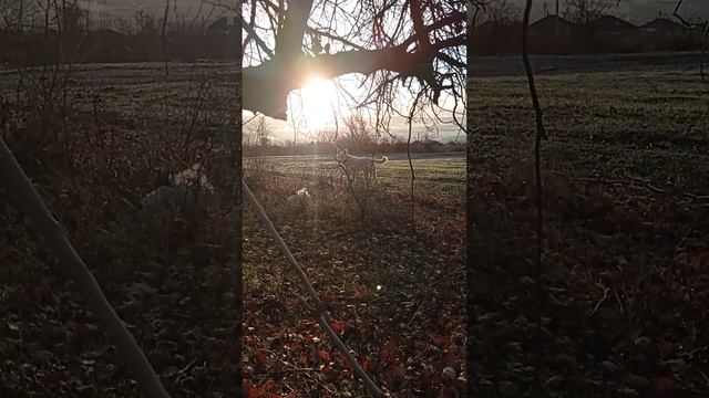 Как преодолеть страх перед собаками. 
Травка лечит нашего Белка.