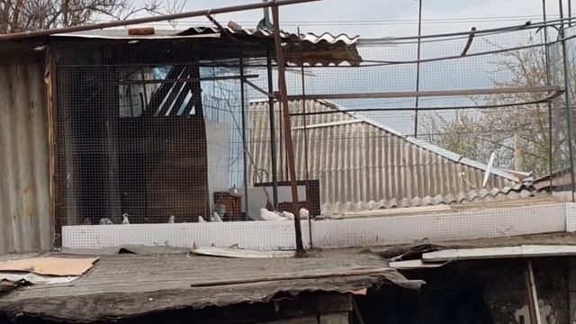 20.04.18. Голуби сами пошли в лет.