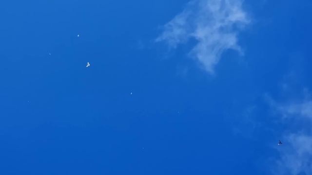 Голуби молодцы и Сапсан тоже