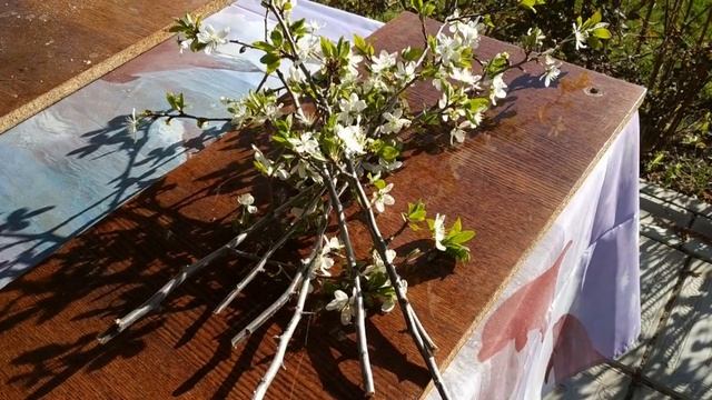 Хитрости опыления деревьев.