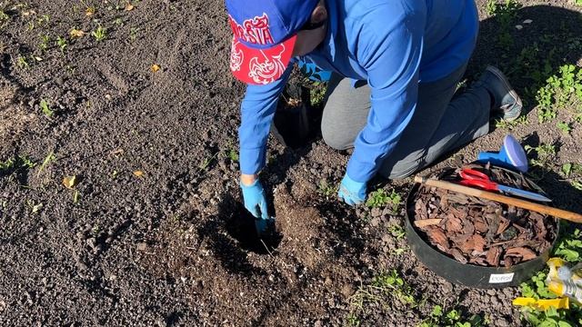 Посадка голубики от А до Я. Пошаговая инструкция и важные условия