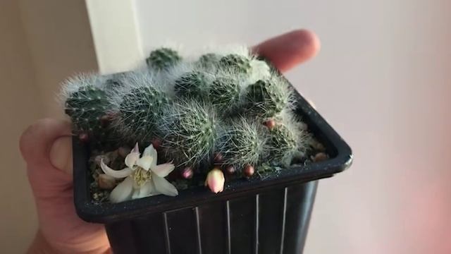 Пробужджение кактусов весной (весна 2024)