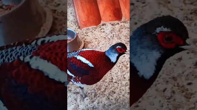 ⚡Рубрика #Красная_Книга📕 🔺Знакомьтесь - Фазан Эллиота.