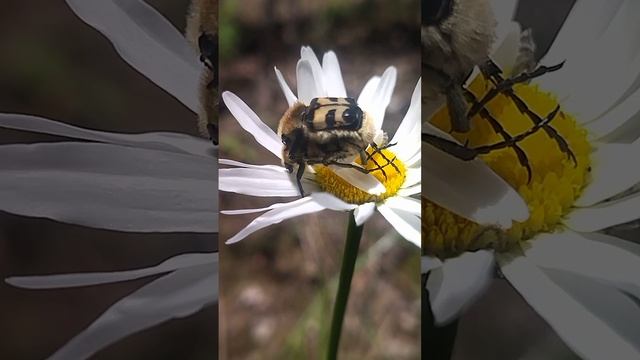 Жуки которые любят экстремальный с#кс, да ещё и прилюдия. А ведь множество женщин любят позу с зади