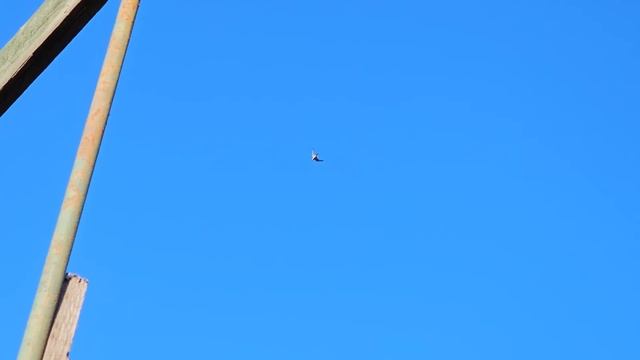 Один козёл и сотня голубей в небе