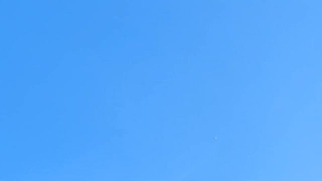 Сапсан птица умная всегда там где голуби.Peregrine falcon bird is always smart where the pigeons are