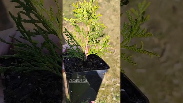 А ваши побеги одревеснели?