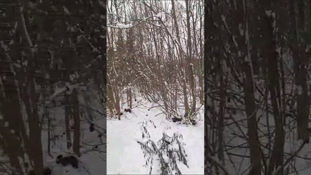 д. Красновидово 50:18:0070213:4134