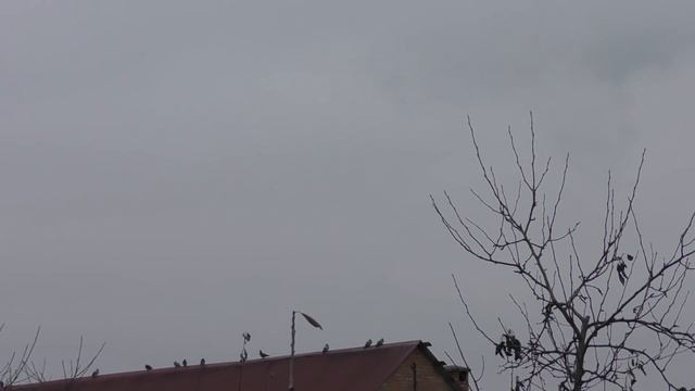 23.11.19.Контроль неба Сокол Сапсан. Sky Control Falcon Peregrine Falcon