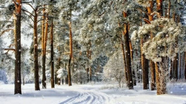 Дорога в лесу. Новогодний футаж. Зимний футаж. Красивый футаж для видео.