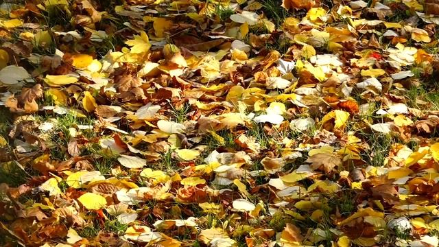 15. 15. Зинаида Миркина.  Избранное.