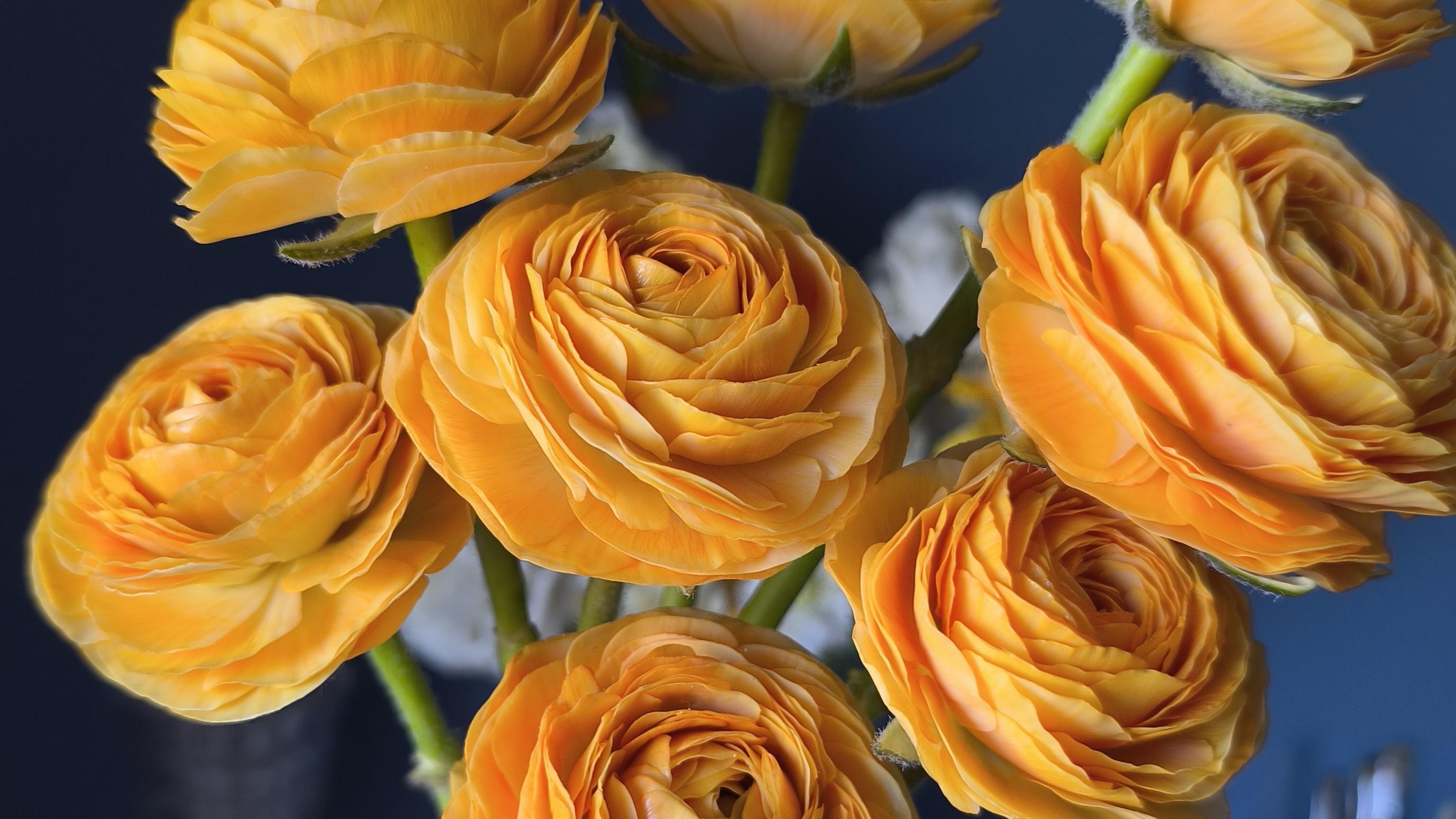 Ботаническая скульптура, ранункулюс/ мои работы