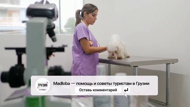 🐱 Борьба с паразитами: способы лечения в Грузии