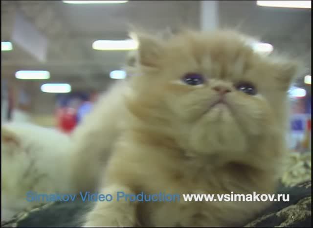 Специальный Репортаж О Выставке Кошек "Кубок Хиллс 2003" - Английская Версия