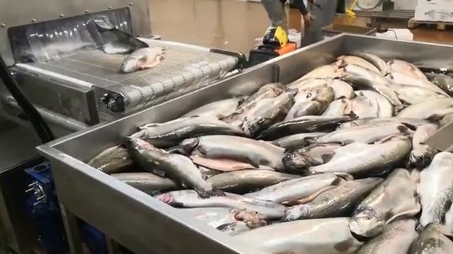 Машина мойки рыбы мяса ММО-2000 / 6281915@mail.ru / Пищевое Оборудование РФ