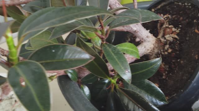 Институтский заморыш. Часть 2.