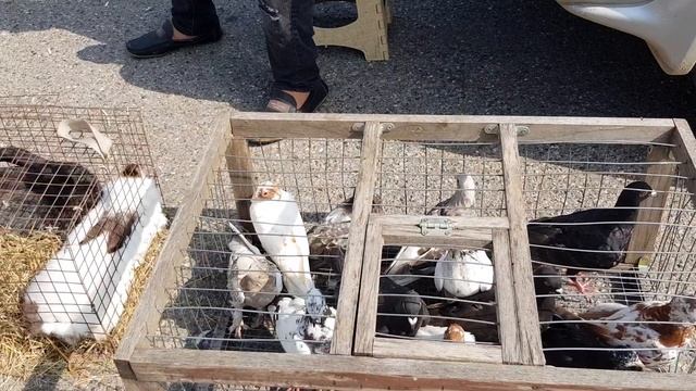 21.07.19. Птичий рынок г Пятигорск ч3. Bird market of Pyatigorsk, part 3.