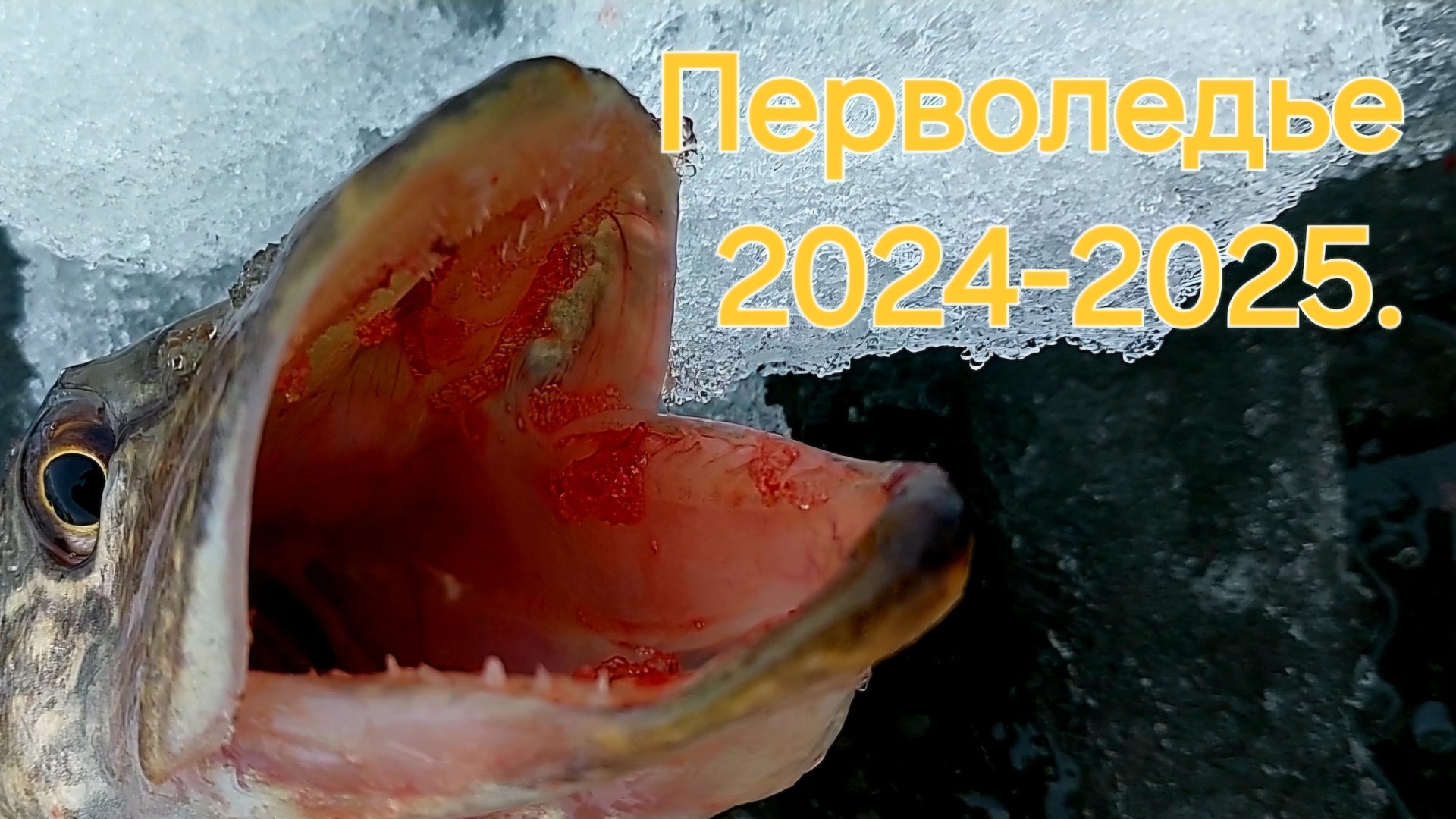 Жерлицы горят одна за другой.Перволедье 2024-2025г.