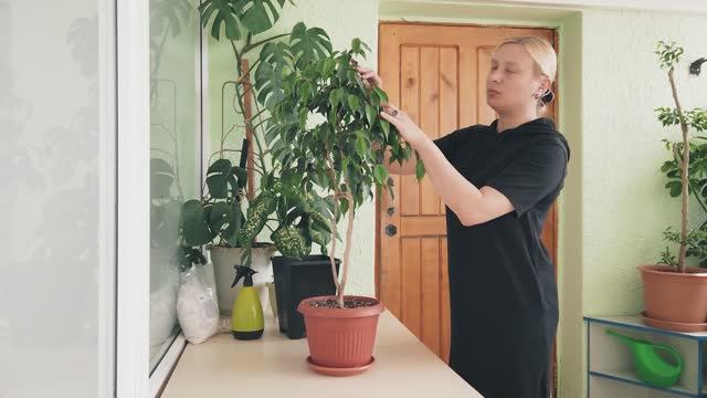 Реанимация фикуса Бенджамина  - 10 месяцев после кардинальной обрезки