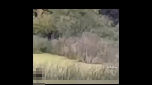 Бигфут в лесу 1