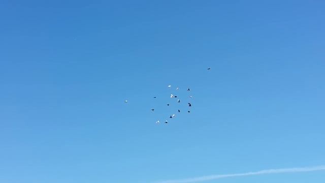 25.04.18. Утро гоняем голубей.