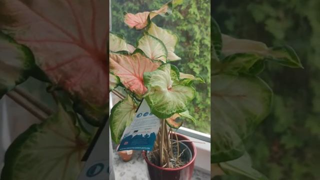 КАЛАДИУМ как замена Антуриума