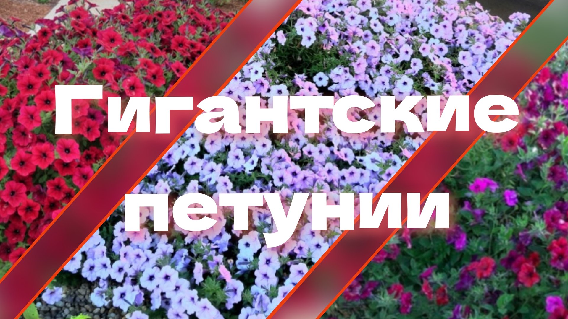 Петунии серии Тайдал Вейв. Если покупать, то только такие.