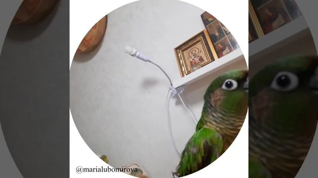 Попугай Агриппина сошла с ума